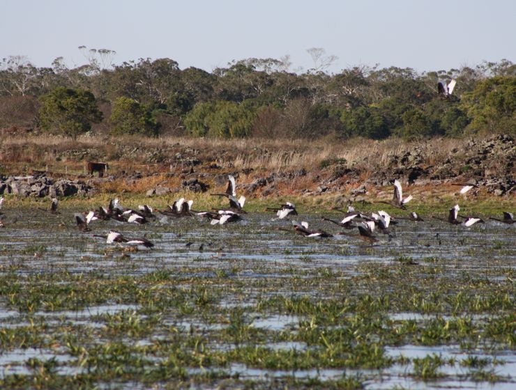 Budj Bim Cultural Landscape Tours - Student Tours